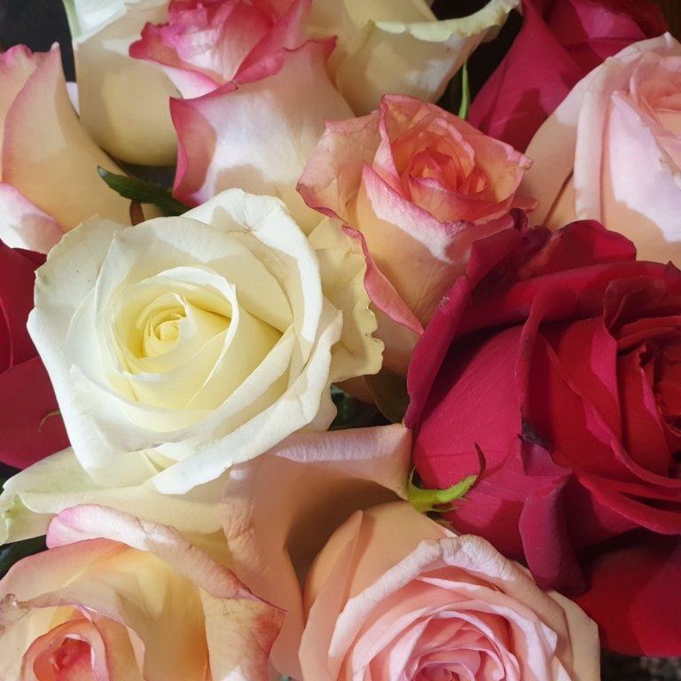 Bouquet de Roses mélangées moyens Boutons | Côté Naturel