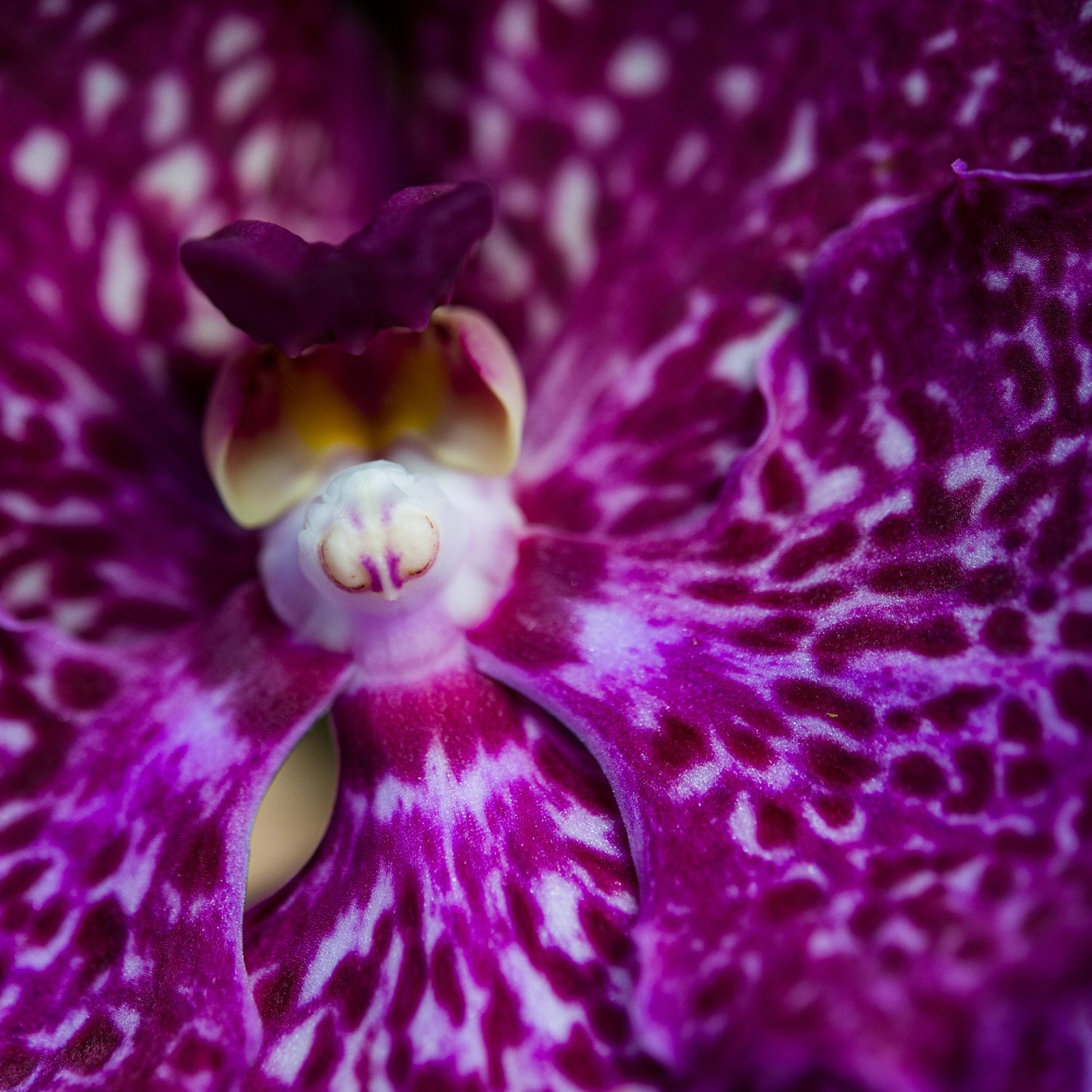 Vase avec Orchidée Wanda Rose | Côté Naturel